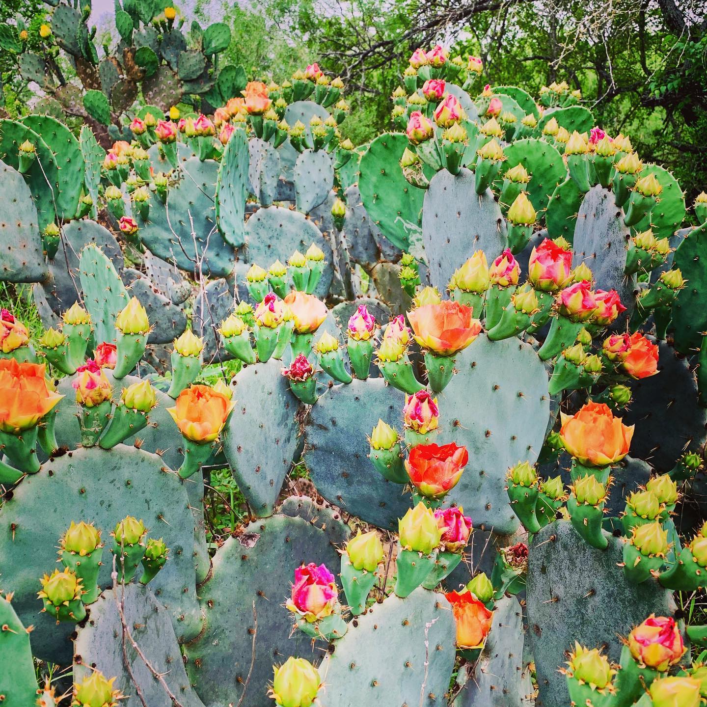 Good Eats – Brushfire Farms